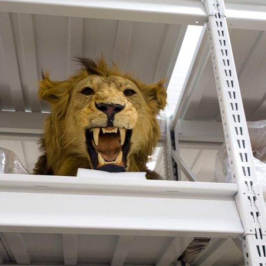 museum Archives - Patterson Pope